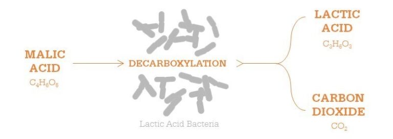 What Is and Why Is Malolactic Fermentation Done? • Dracaena Wines
